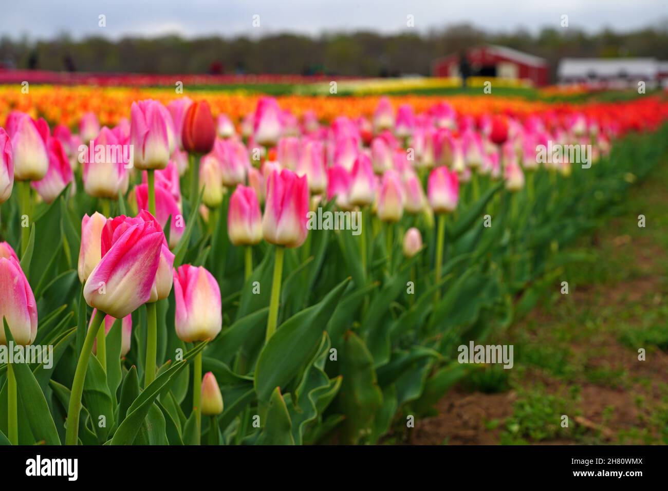 View of a colorful tulip field with flowers in bloom in Cream Ridge ...
