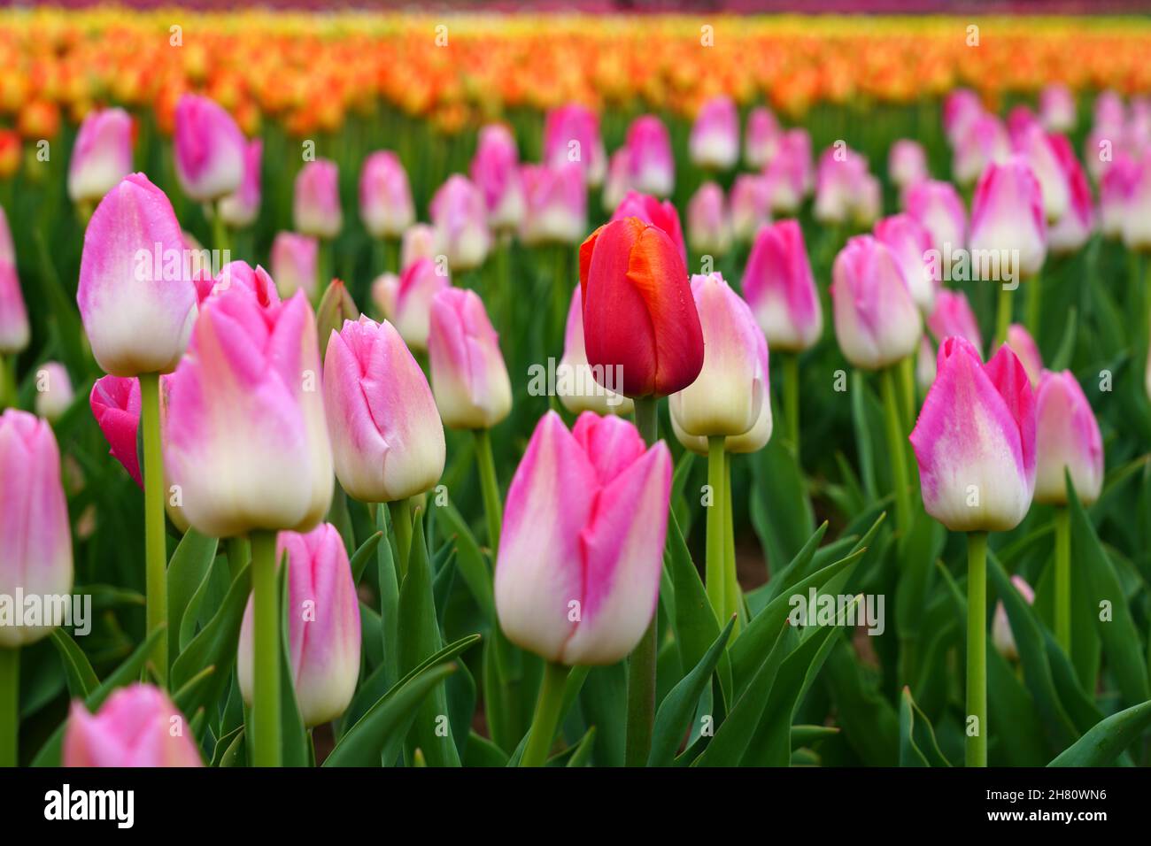 View of a colorful tulip field with flowers in bloom in Cream Ridge ...