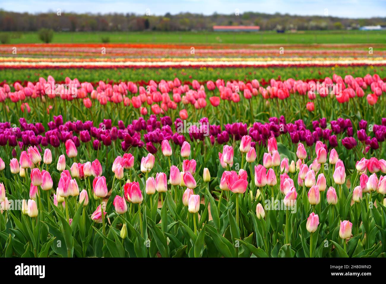 View of a colorful tulip field with flowers in bloom in Cream Ridge ...