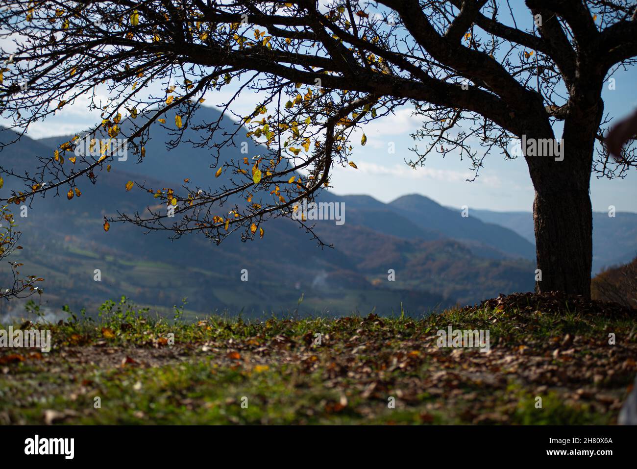 Vertical shot of fallen autumn leaves under a tree with mountains in ...