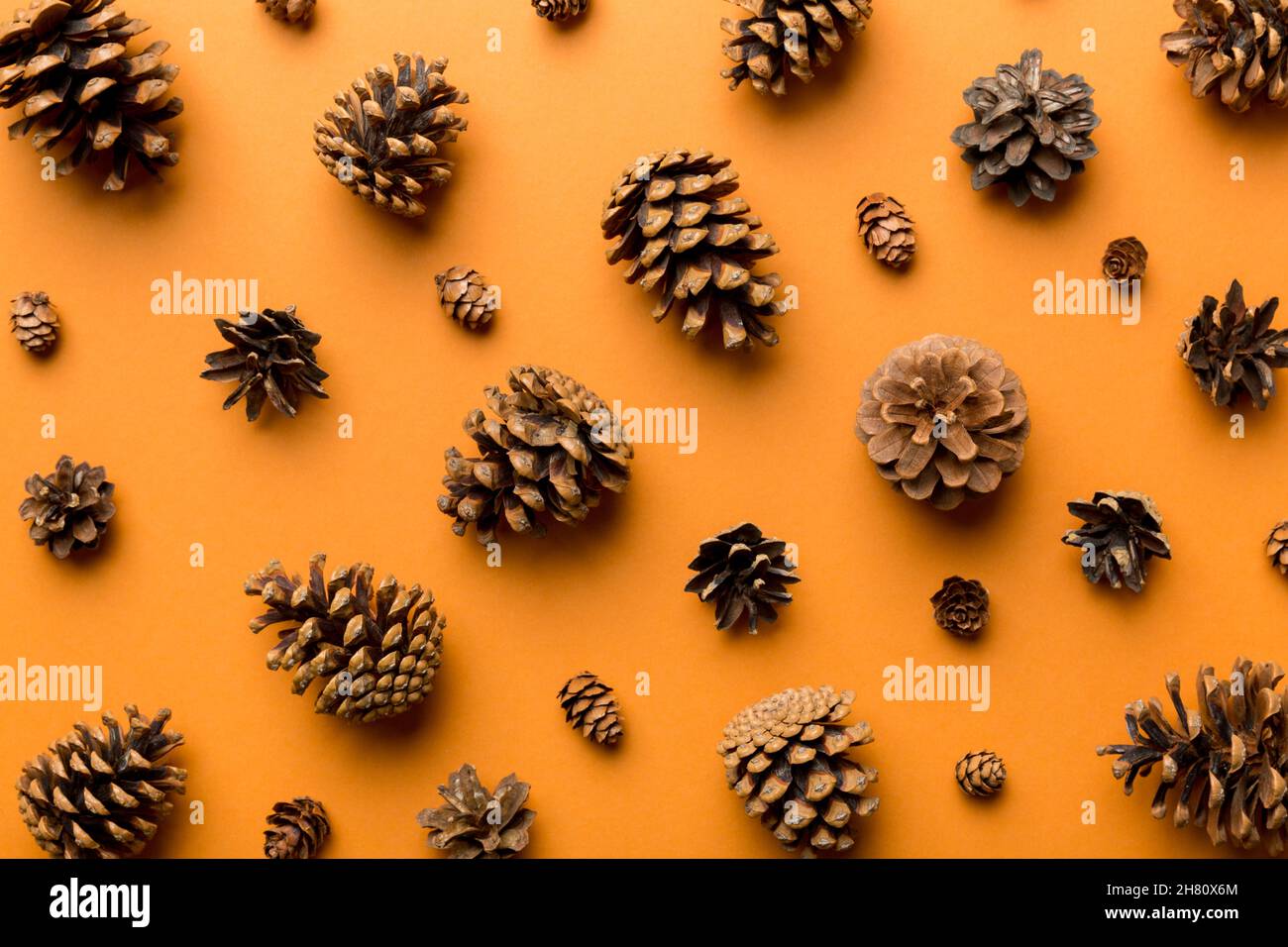 pine cones on colored table. natural holiday background with pinecones ...