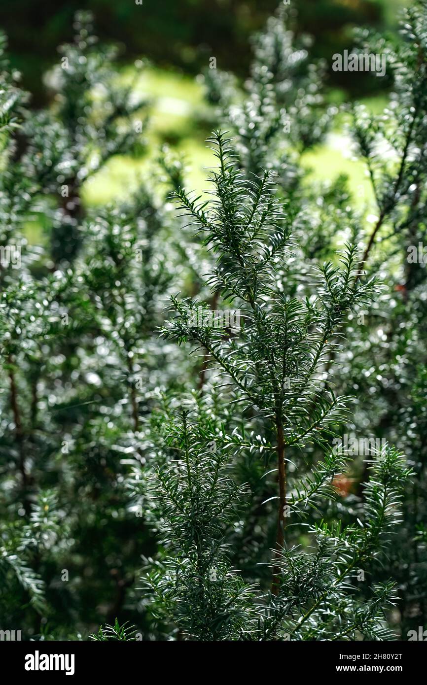 Vertical shot of a shrub of Junipers (Juniperus) under the sunlight Stock Photo - Alamy