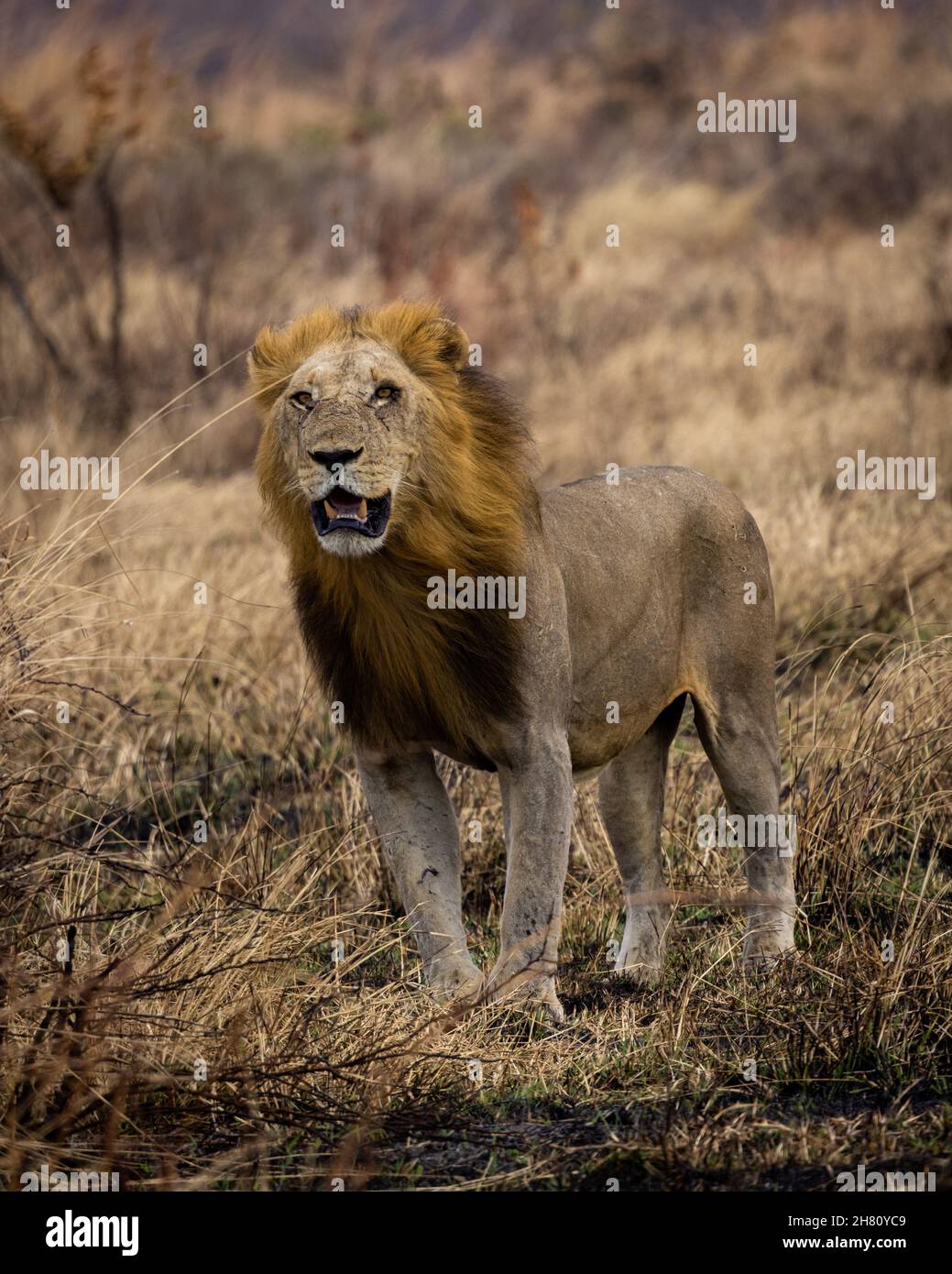 A lion with a prominent mane hi-res stock photography and images - Alamy