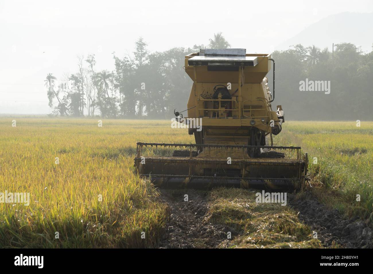 Harvester in the paddy field Stock Photo - Alamy