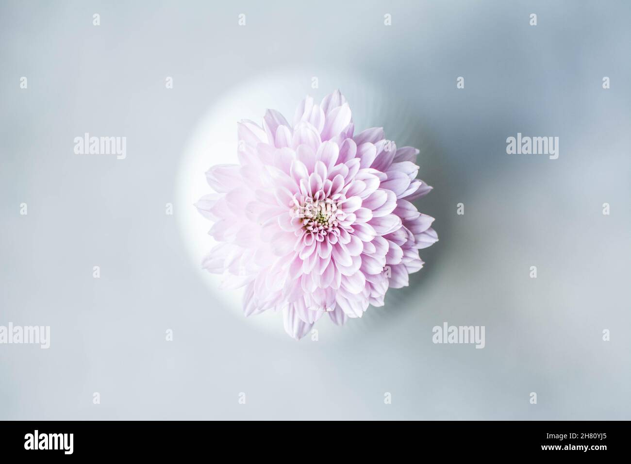 Beautiful daisy flower composition Stock Photo - Alamy
