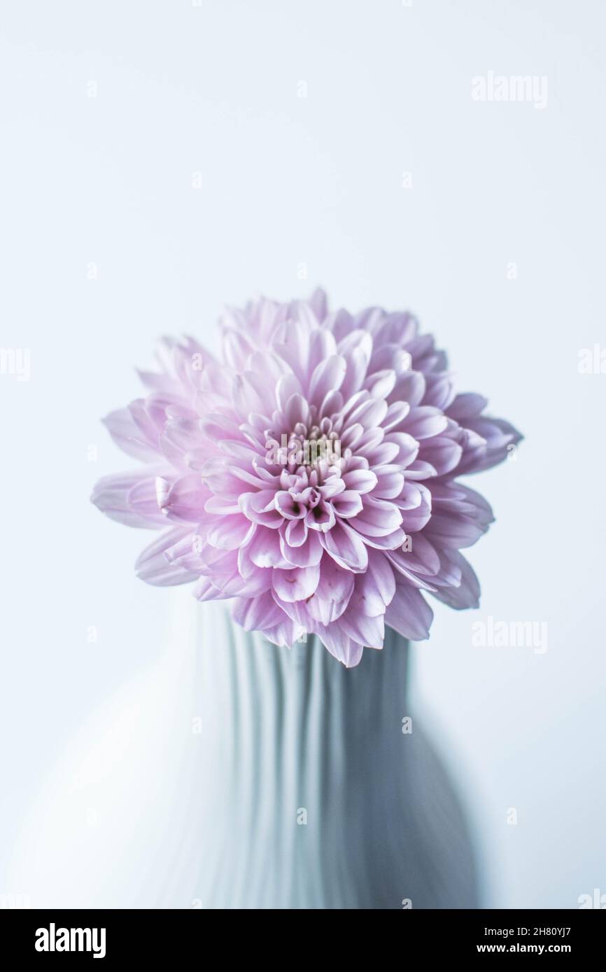 Beautiful daisy flower composition Stock Photo - Alamy