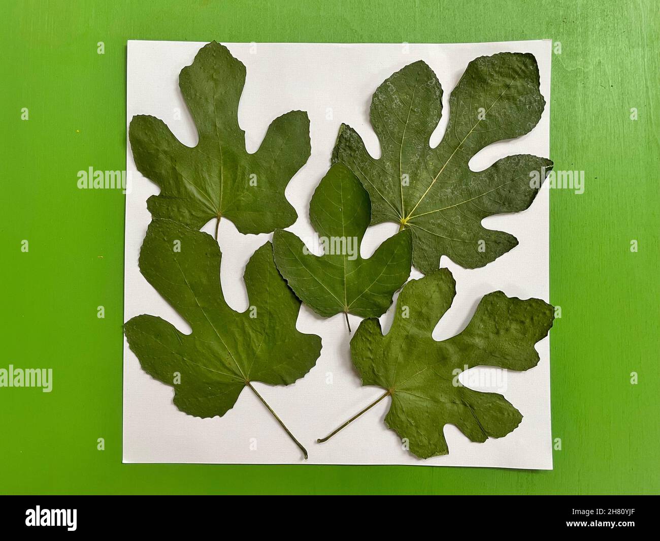 Dried fig leaves hi-res stock photography and images - Alamy