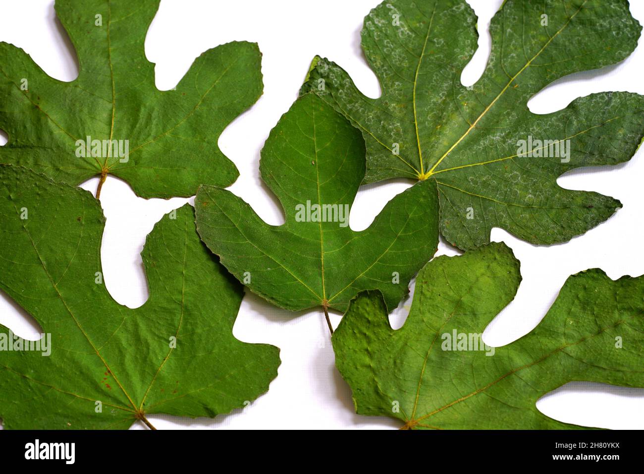 Dried fig leaves hi-res stock photography and images - Alamy