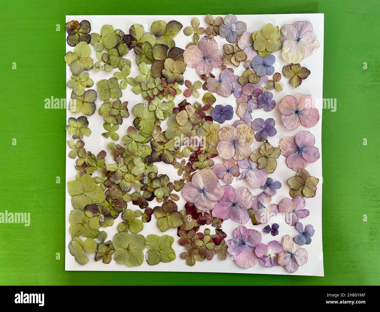 Green and purple pressed dried hydrangea hortensia flowers Stock Photo ...