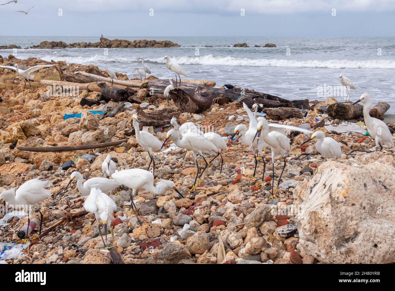 Plastics ocean animals hi-res stock photography and images - Alamy