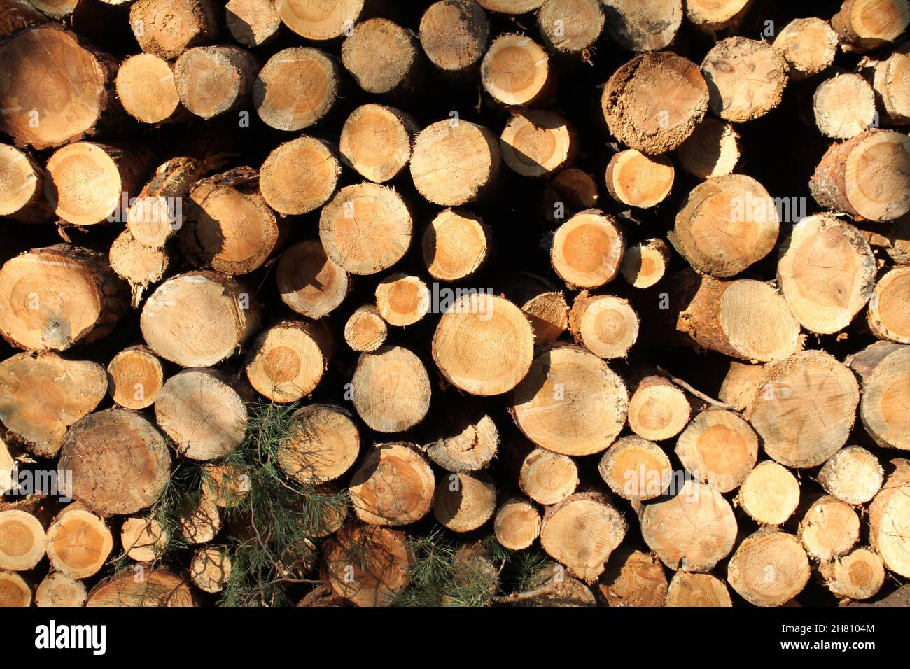 stacket tree trunks Stock Photo - Alamy