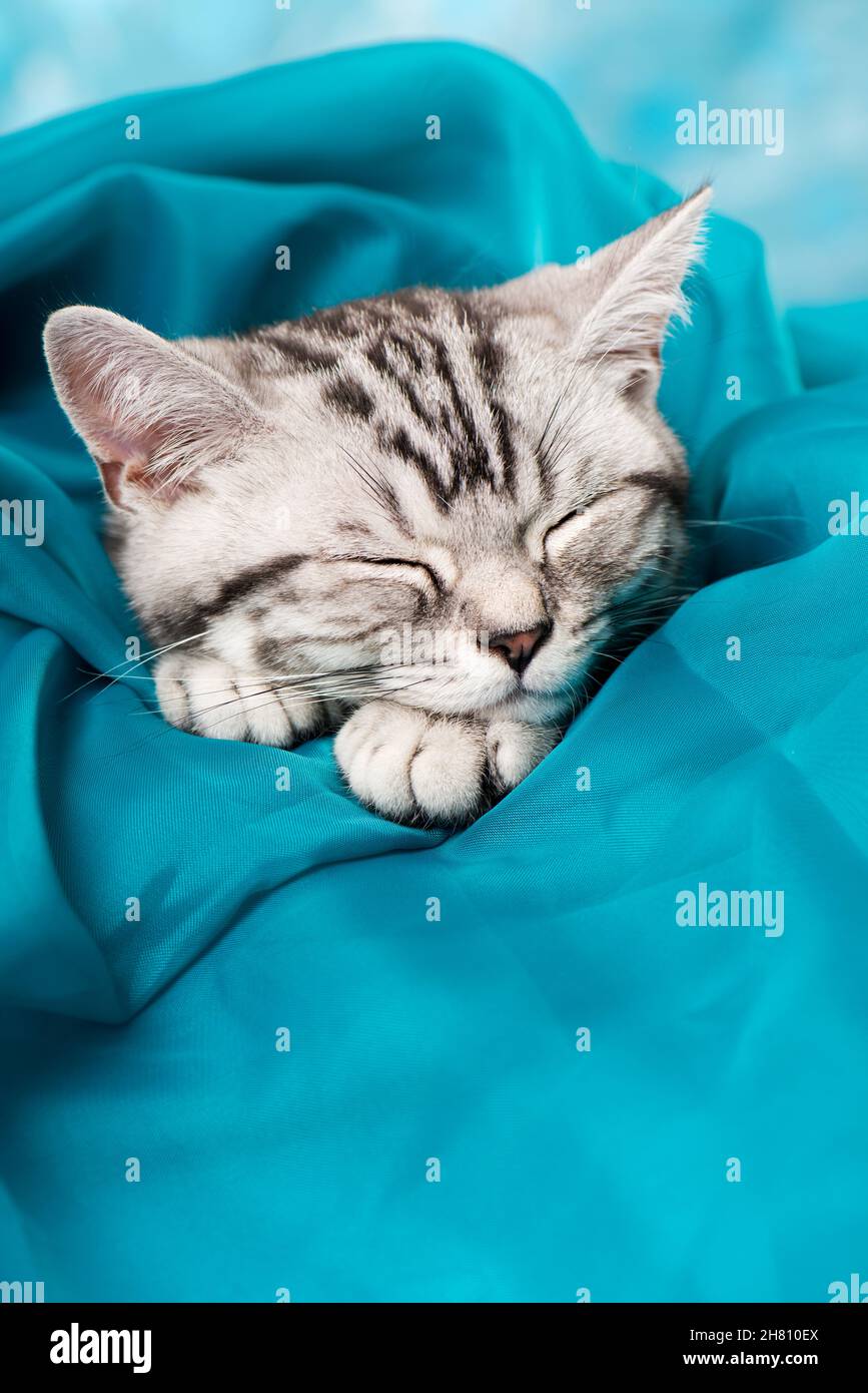 Cute kitten sleeping on blue background Stock Photo - Alamy