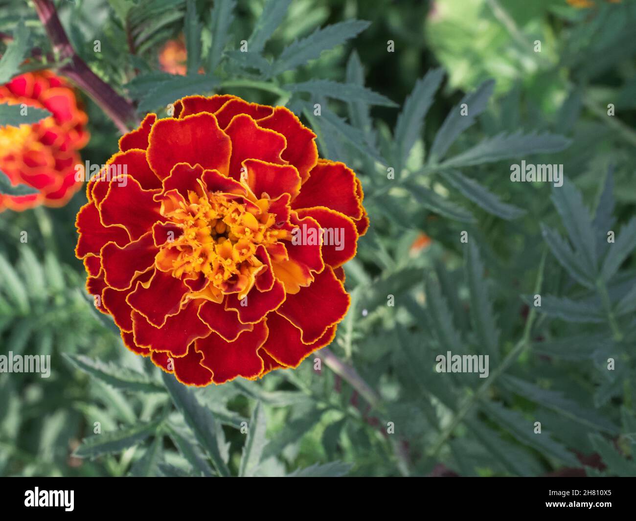 One large marigold flower, close-up shot, top view Stock Photo - Alamy