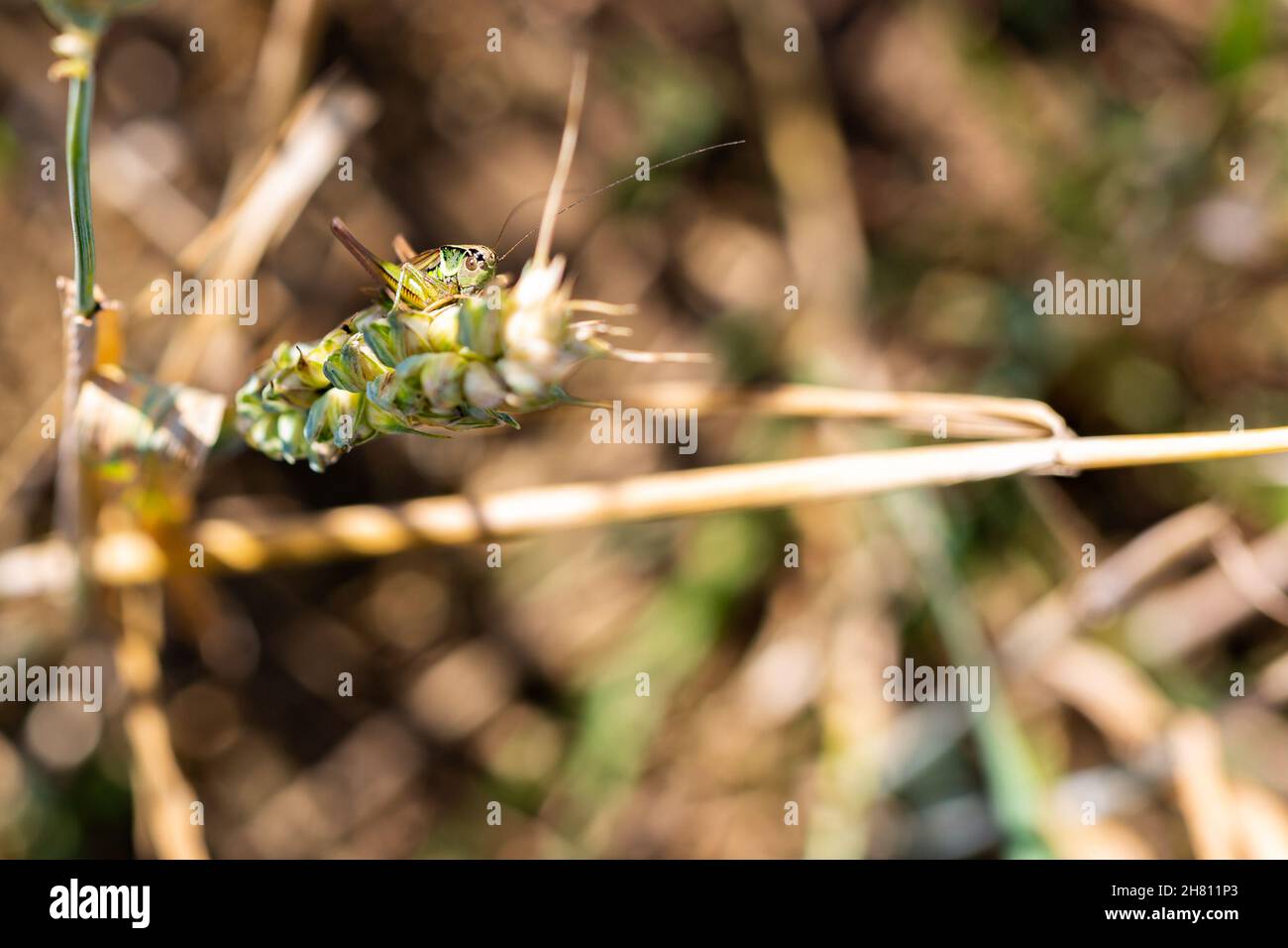A grasshopper perching on wheat crop in a farm field in the UK Stock ...