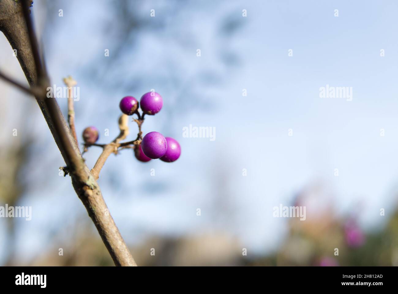 Garden shrub with purple berries hi-res stock photography and images ...