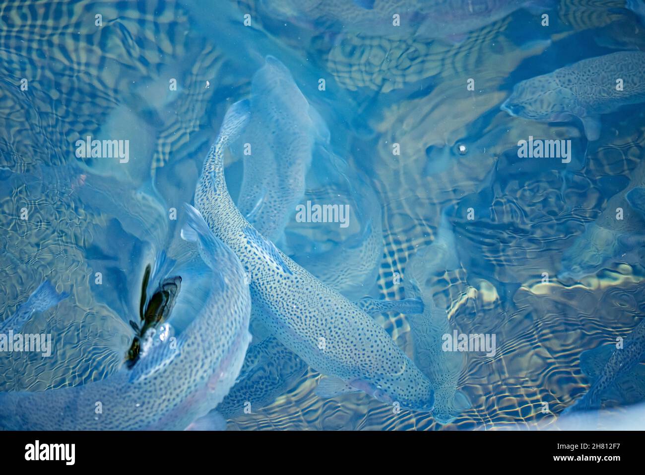 Fish farm, rainbow trout in nets for growing and breeding Stock Photo ...