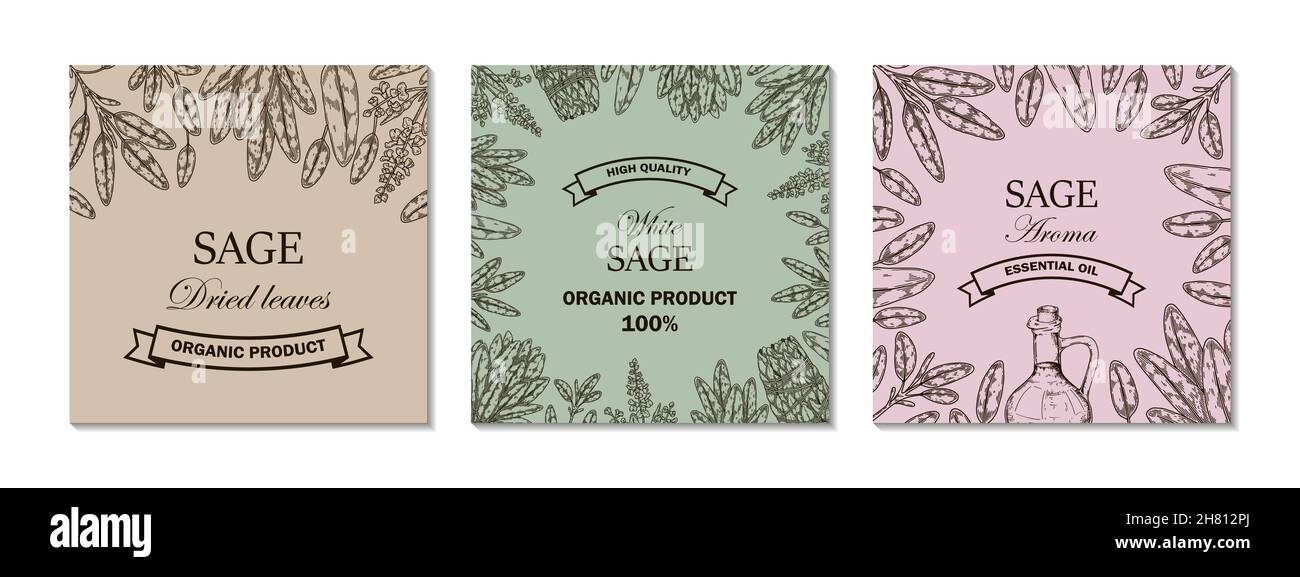 Set of hand drawn sage designs. Vector illustration in sketch style ...