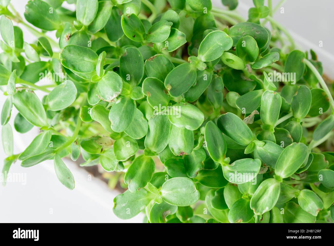 Closeup Microgreen sprouts baby sunflower in tray Stock Photo - Alamy