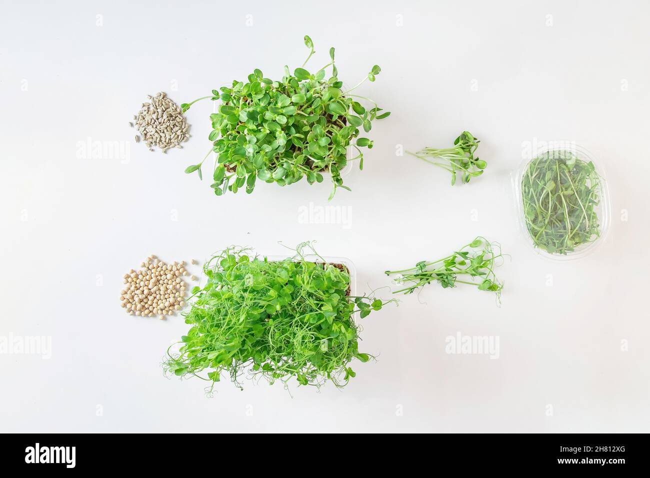 Growing kit Fresh raw Microgreen sprouts baby beans pea and sunflower ...