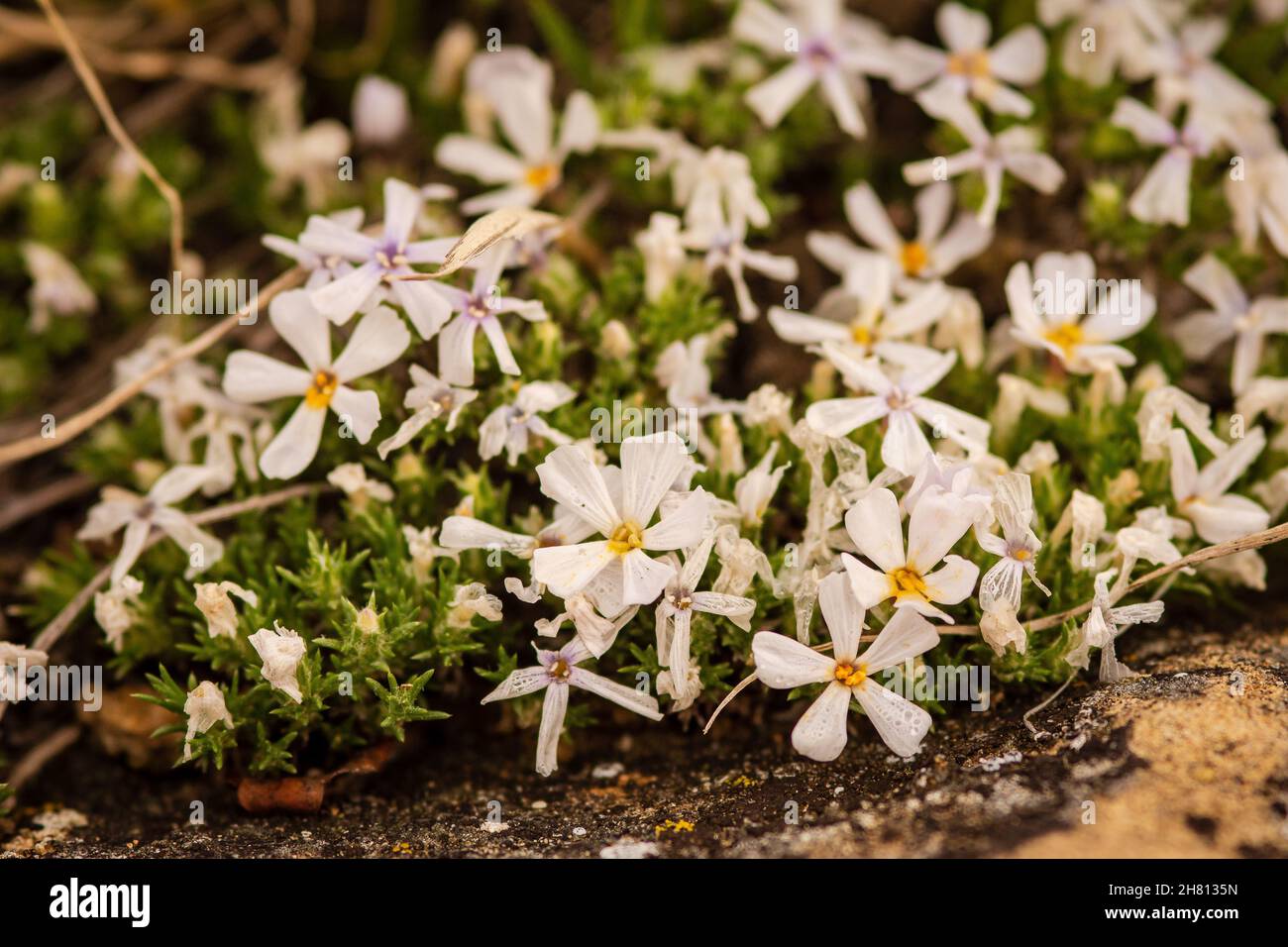 Closeup of the Phlox subulata, creeping phlox, moss phlox Stock Photo ...