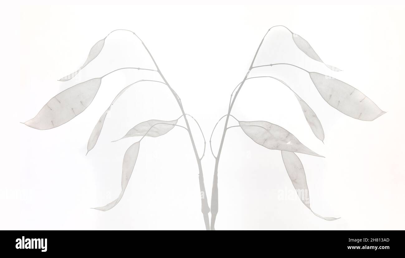 Dried Honesty on White Background Stock Photo - Alamy