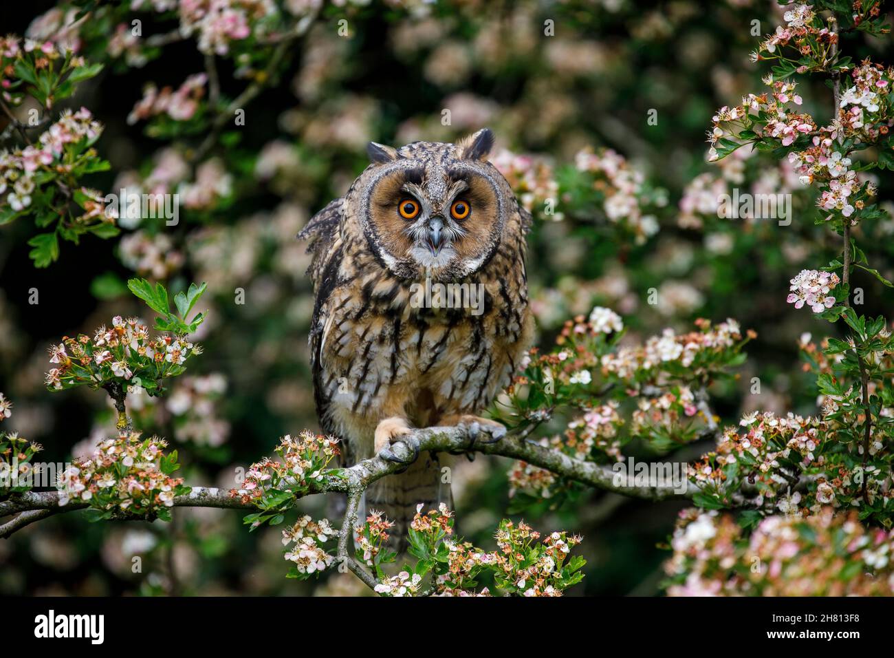 Long eared owl uk hi-res stock photography and images - Alamy