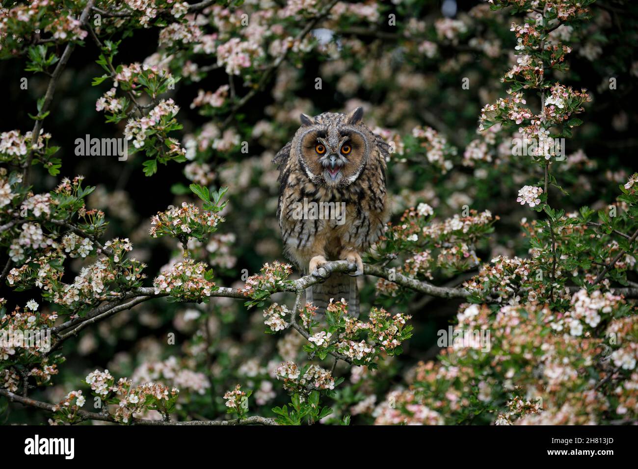 Long eared owl uk hi-res stock photography and images - Alamy