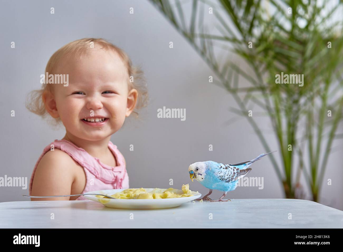 Budgie smiling hi-res stock photography and images - Alamy