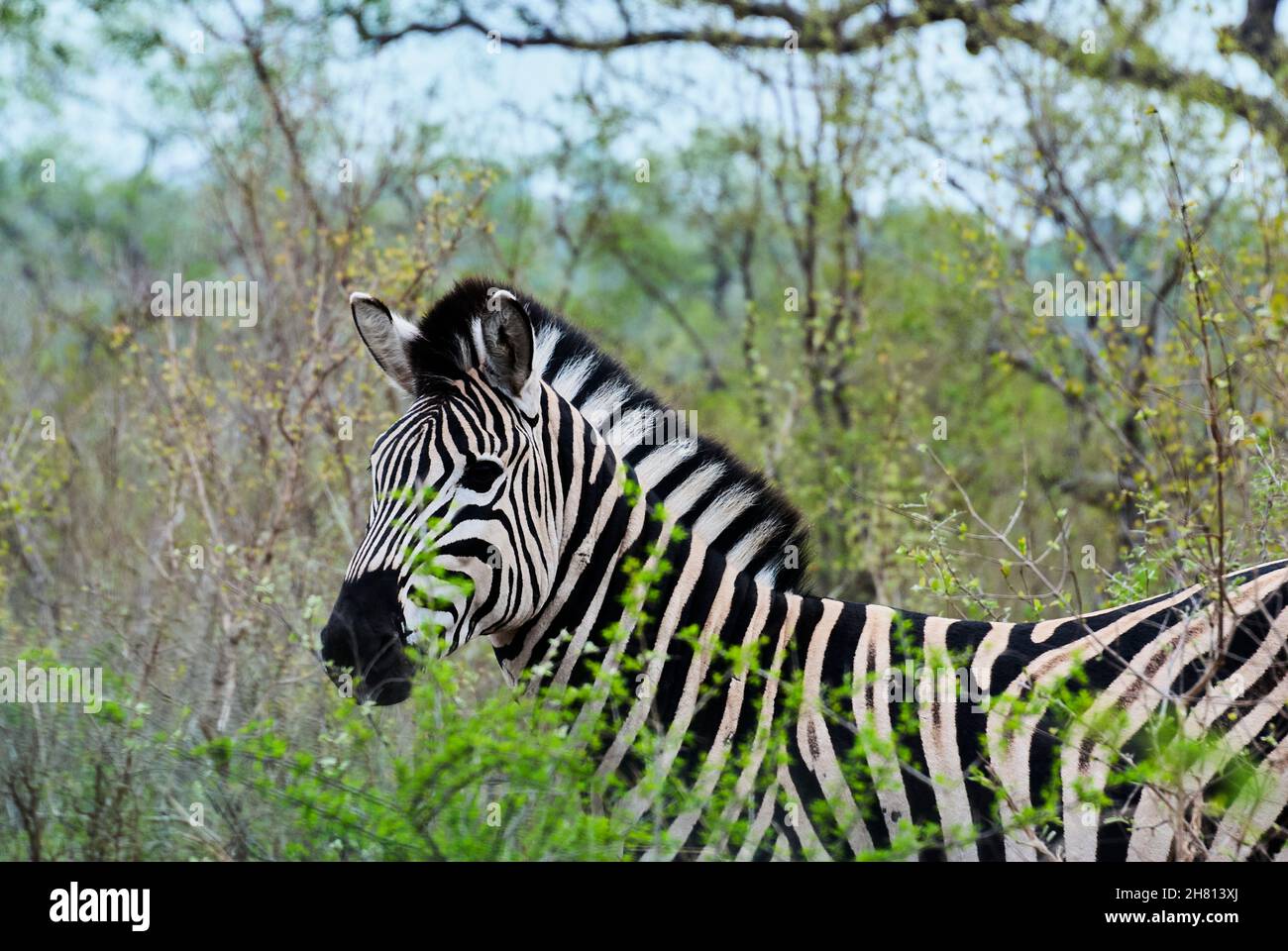Plains Zebra, Hippotigris, African equines quagga with distinctive ...