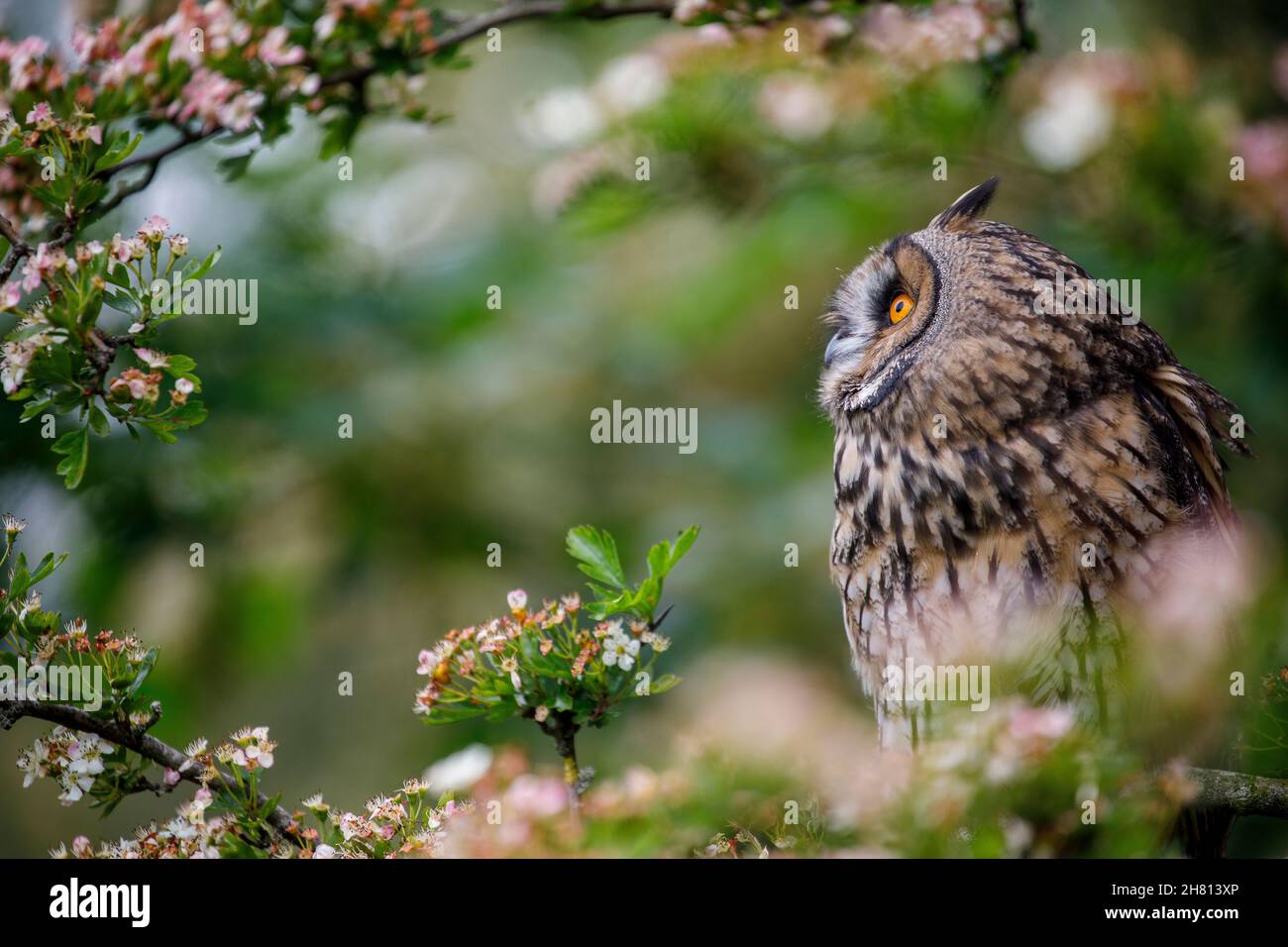 Long Eared Owl UK Stock Photo - Alamy