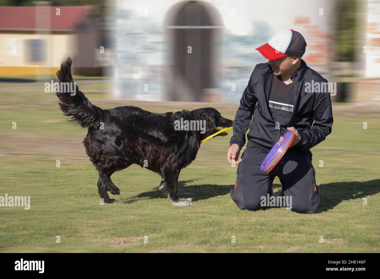 Moving shot of a furry black dog playing with its owner wearing a cap ...