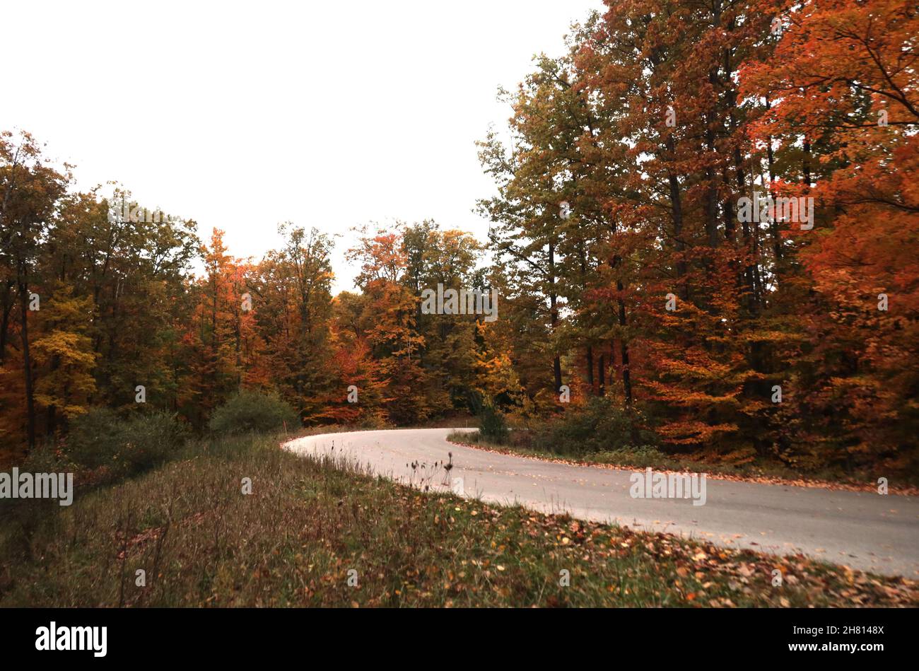 Beautiful autumn scene of a park and colorful fallen leaves Stock Photo ...
