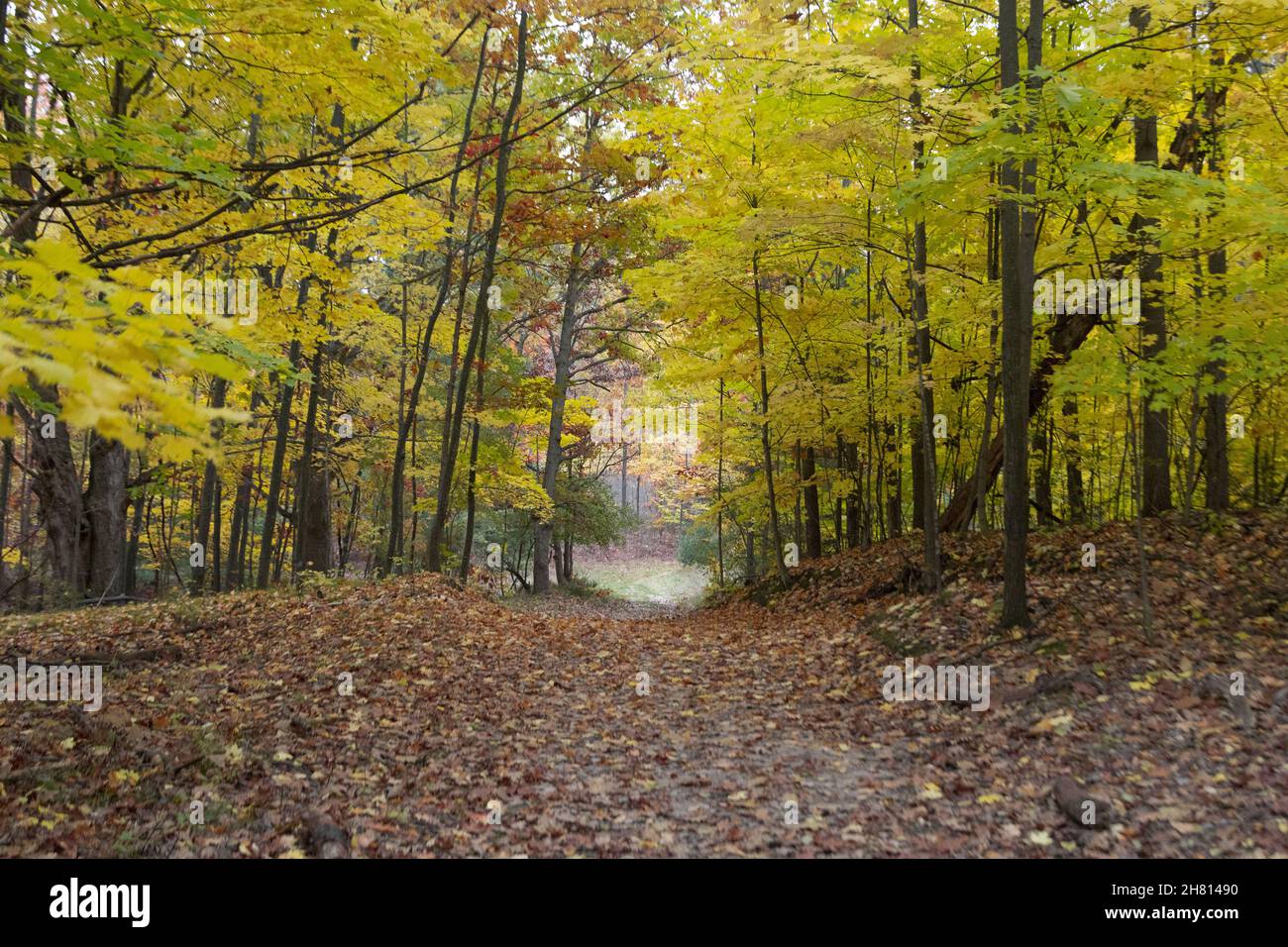 Beautiful scene of autumn forest view and colorful fallen leaves Stock ...