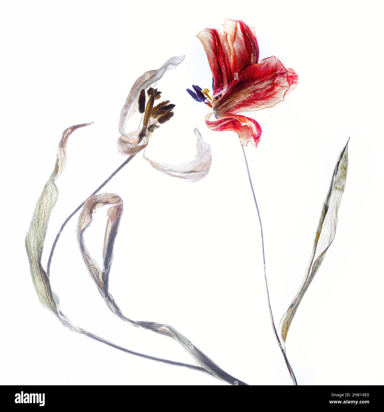 Flowers comminicating hi-res stock photography and images - Alamy