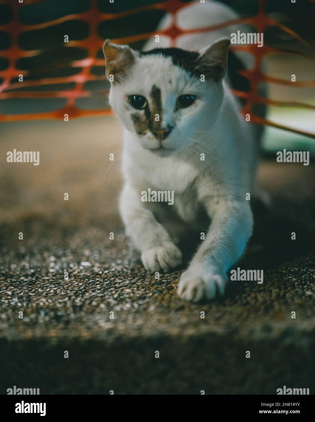 Crawl net hi-res stock photography and images - Alamy