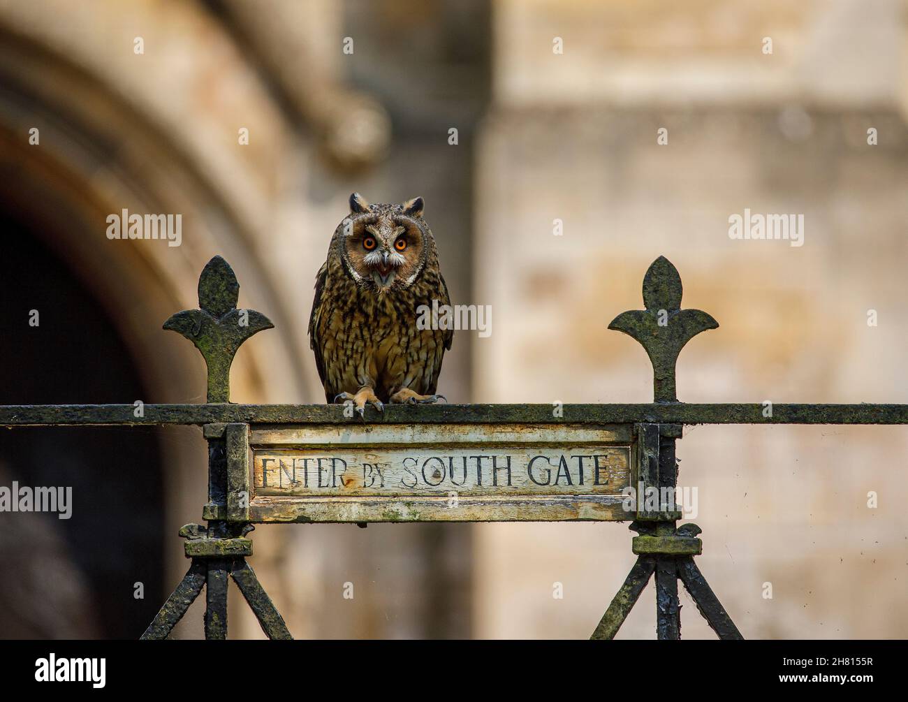 Calling Long Eared Owl in Church Stock Photo - Alamy