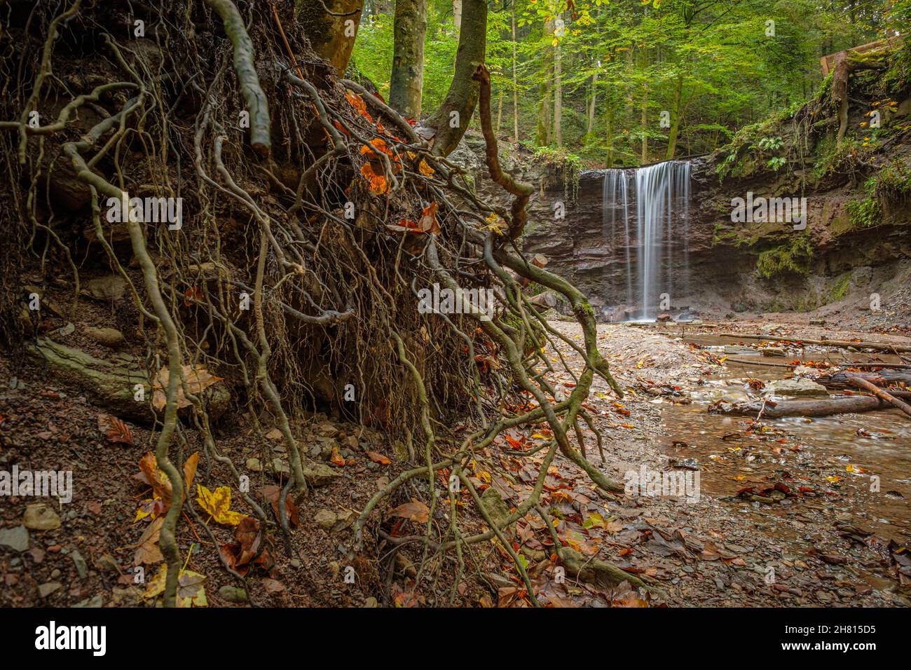 Tree roots in the background of a cascade waterfall Stock Photo - Alamy