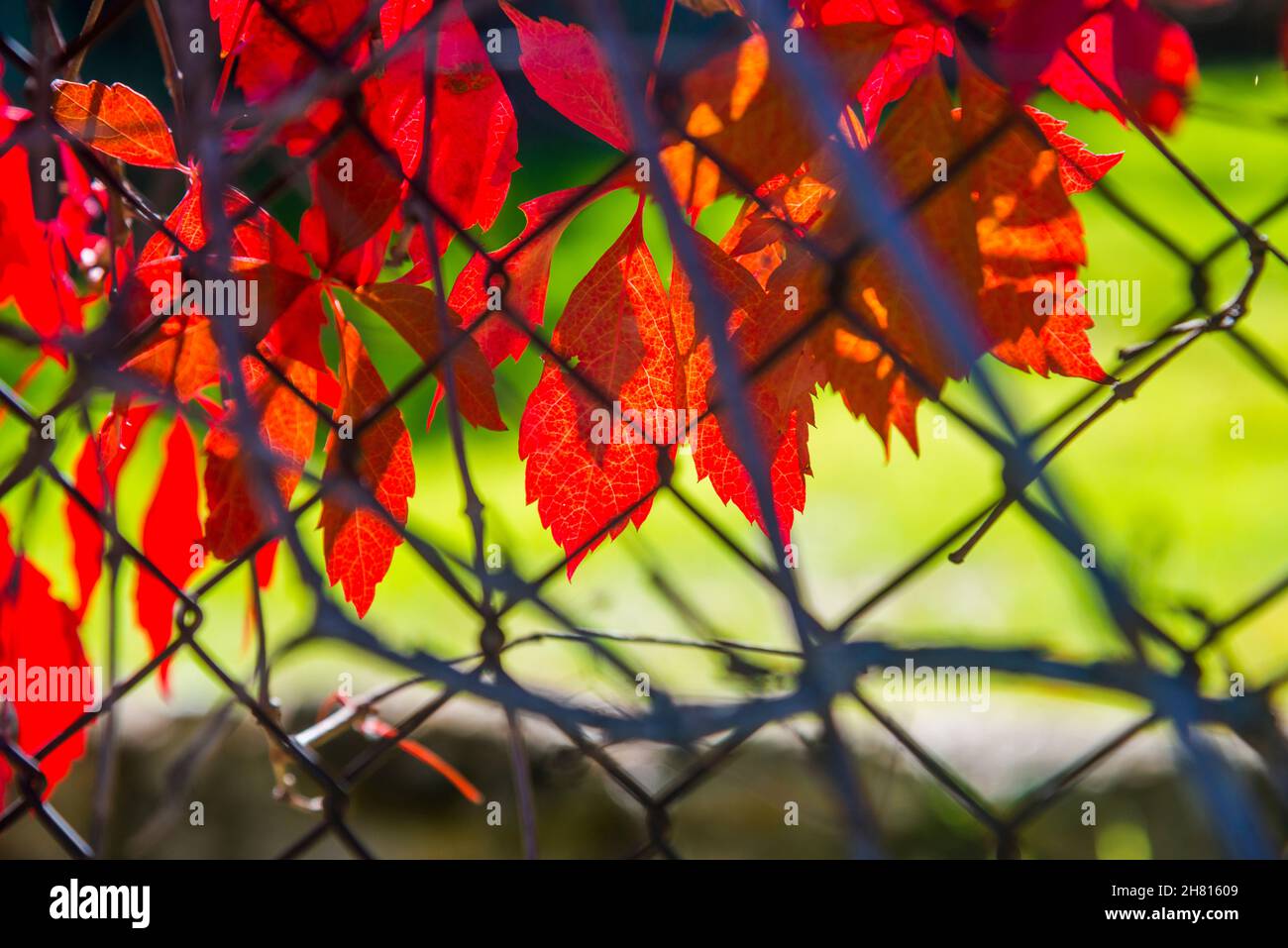 Autumn leaves behind a wire fence Stock Photo - Alamy