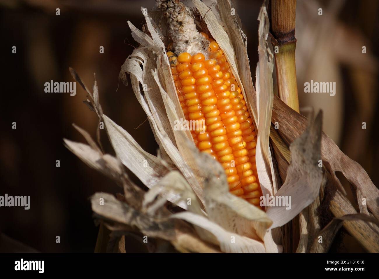 Cornstalk hi-res stock photography and images - Alamy