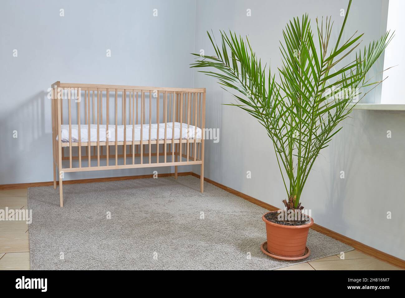 baby cot in a spacious bright empty room with a date palm flower. Copy ...