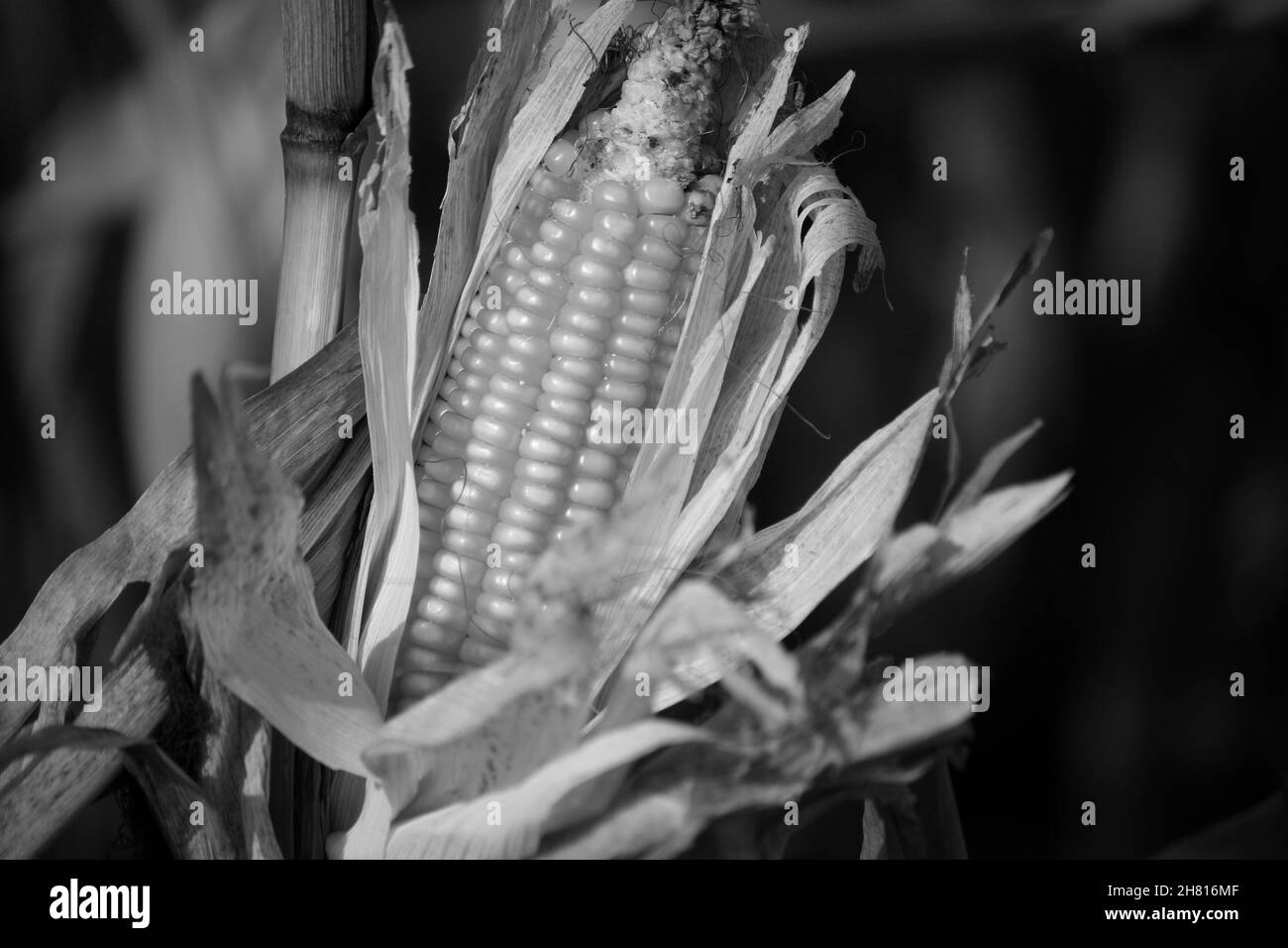 Closeup field corn ready harvest Black and White Stock Photos & Images ...