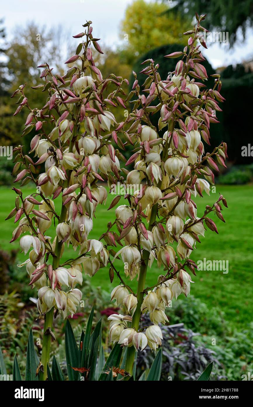 yucca gloriosa,flower spike,flowers,flowering,spire,spire,spikes,garden ...