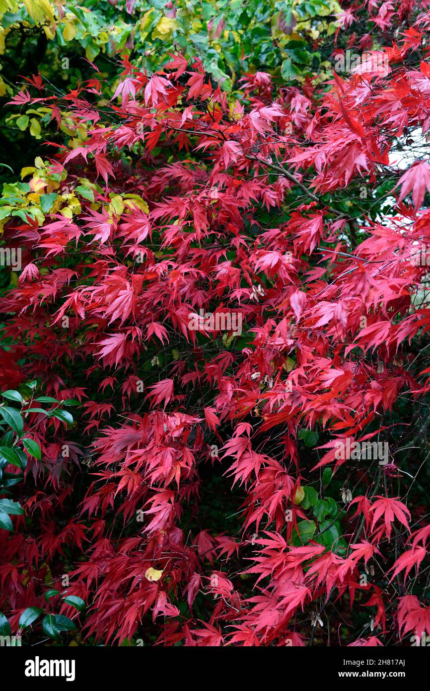 acer palmatum chitoseyama,acers,bright red,crimson red,leaves,foliage ...