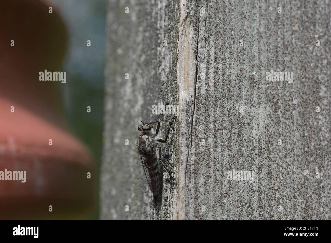 Closeup shot of a dragonfly on a tree trunk Stock Photo - Alamy