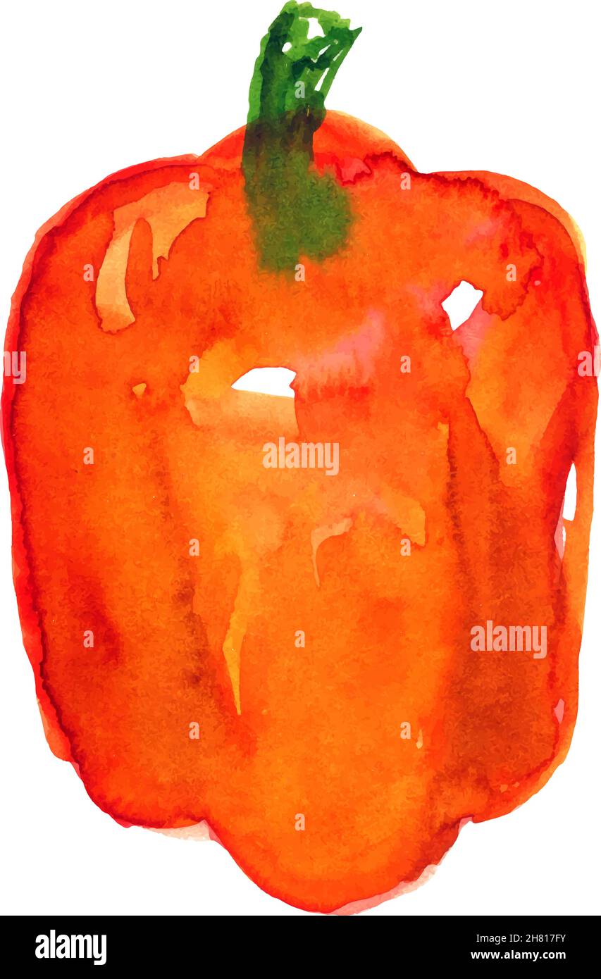 Yellow bell pepper. Hand drawn watercolor painting on white background ...