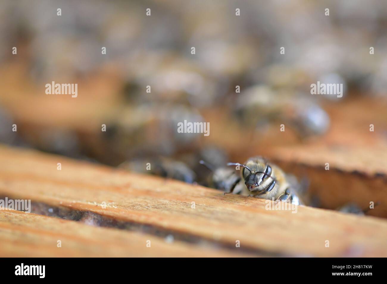 Bee coming bee hive hi-res stock photography and images - Alamy
