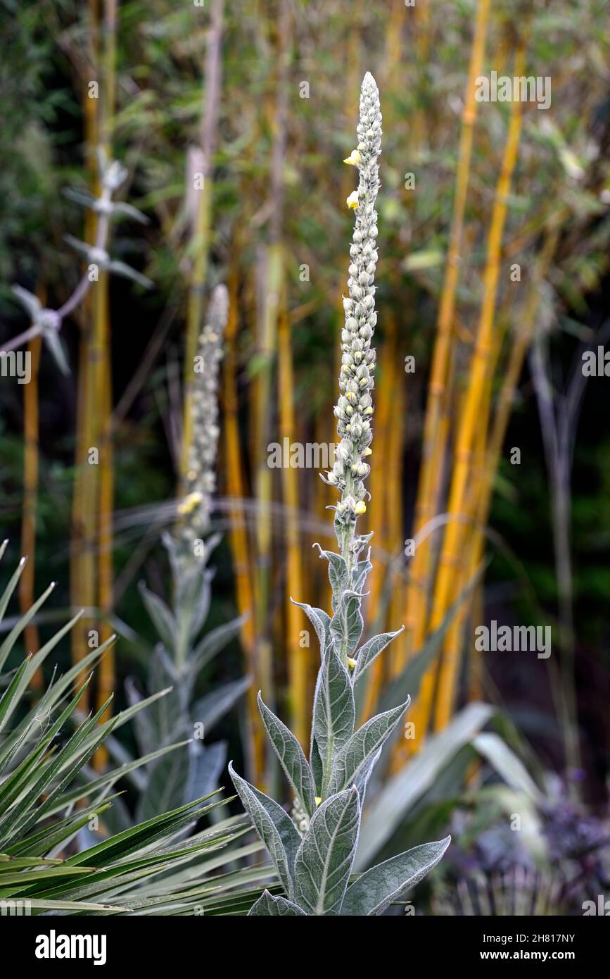 verbascum thapsus,phyllostachys vivax aureocaulis, golden yellow ...
