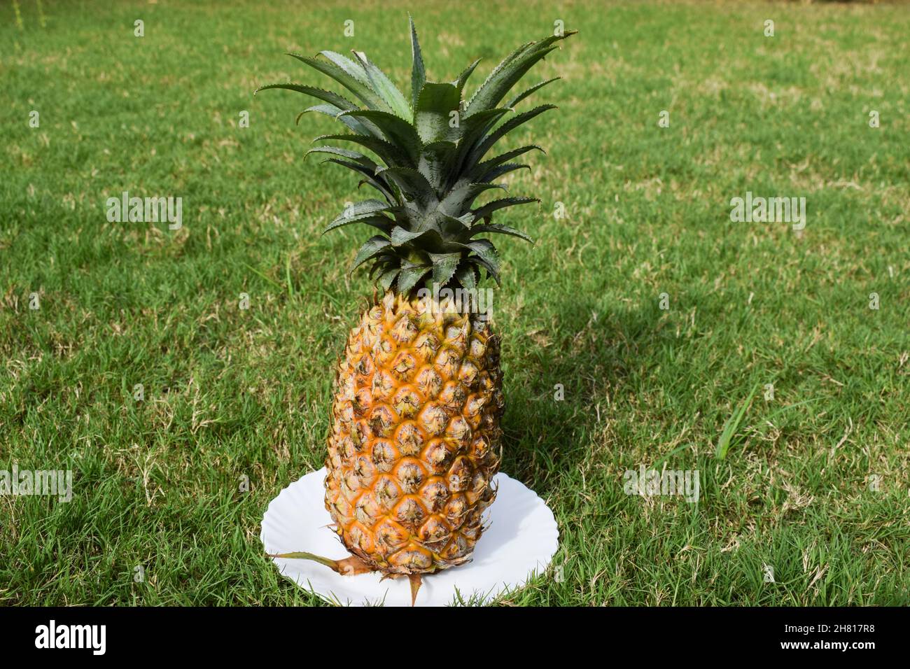 Pineapple grass hi-res stock photography and images - Alamy