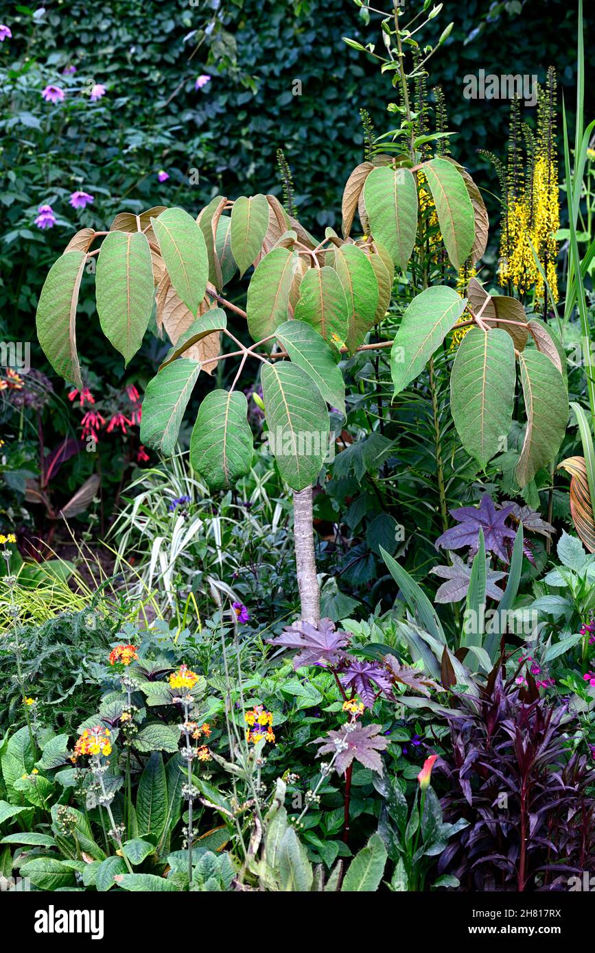 Schefflera macrophylla,mix,mixed,bed,border,flowers,flower,flowering ...