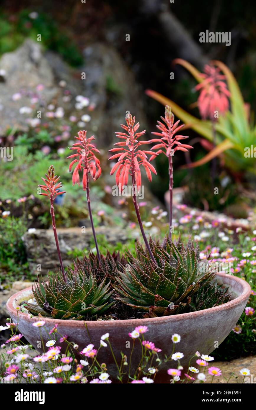 aloe,aloes,sturdy succulent plant,coral pink flowers,flower,flowering ...
